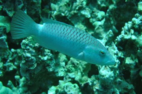 Ringtail Wrasse Onebreathkohala