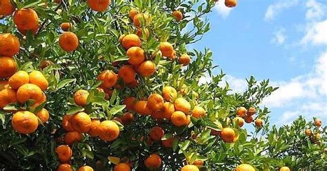 Florida Orange Grove R Beamazed