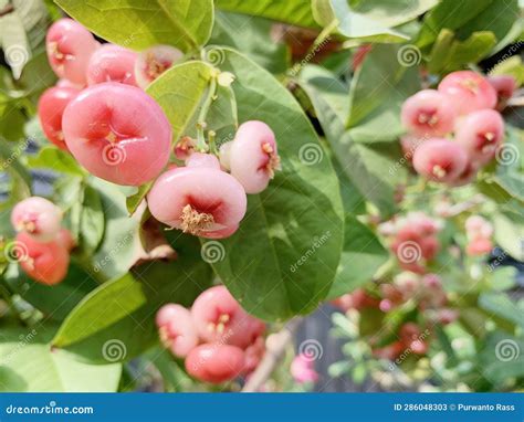 The Mini Guava On The Tree Can Be Picked Stock Image CartoonDealer Com 253131667
