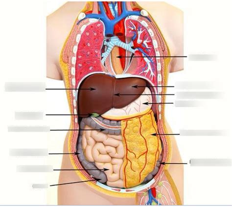 Whole Digestive System Pt3 Diagram Quizlet