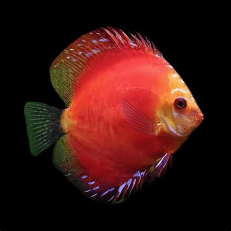 Discus Sims Tropical Fish Tropical Fish Aquarium Fish Store