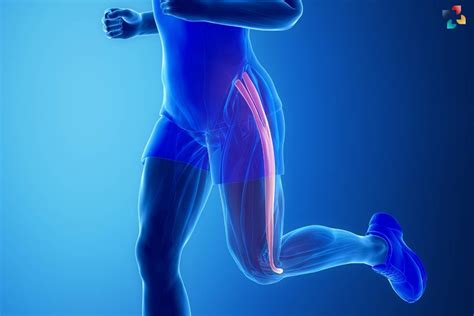 Tensor Fascia Lata Muscle Anatomy Function And Exercises The Lifesciences Magazine