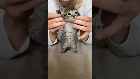 Viral Cat Tik Tok Youtube
