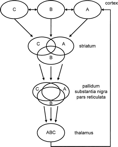 Generic Cortico Basal Ganglia Thalamocortical Loop Each Loop Receives
