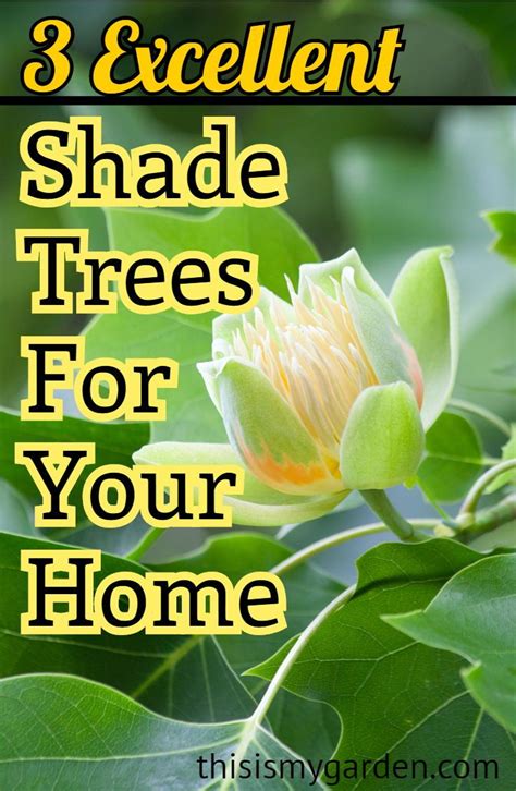 3 Excellent Shade Trees To Add To Your Landscape Tree Shadetree