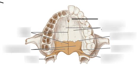 Head And Neck Anatomy Bones Quiz Diagram Quizlet