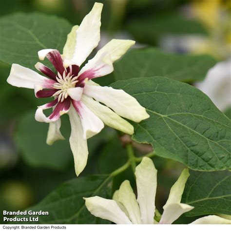 Calycanthus Venus Dobies