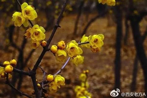 西安興慶公園臘梅開得正盛 給節前的古城增添濃濃春意 每日頭條