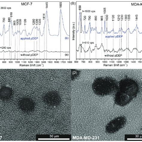 The Sers Spectra Of The Reference Cancer Cells Blood Plasma After