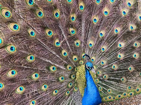 Peacock Bird Pattern Free Photo On Pixabay Pixabay