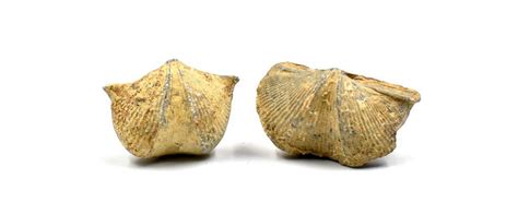 Shi Yan Shi Yan Zi Yan Zi Shi Shiyan Shi Yanzi For Sale