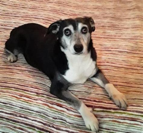 Criptorquidia En Perros Tratamiento Síntomas Y Prevención