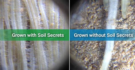 Soil Secrets