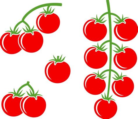 Tomato Royalty Free Vector Image Vectorstock