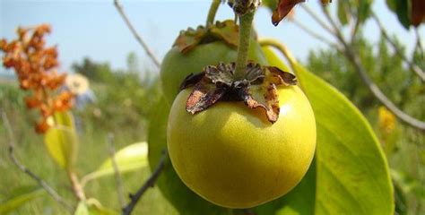 Nance México Desconocido