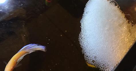 Bobbles Bubble Nest Album On Imgur
