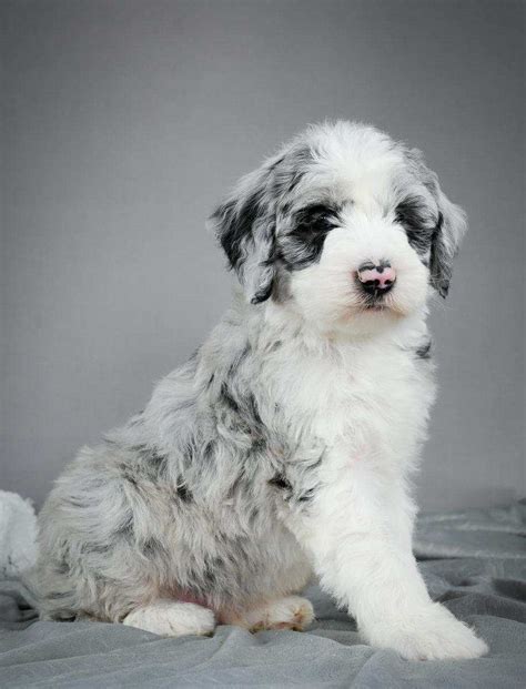 Sheepadoodle Grooming Tips Keep Your Fluffy Friend Looking Fabulous