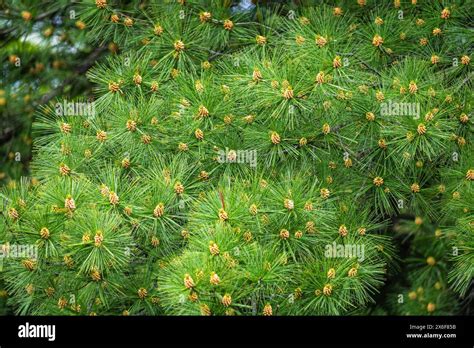 Pine Tree Background With Texture Stock Photo Alamy