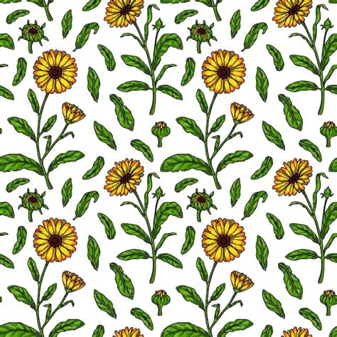Modèle Sans Couture De Calendula Dessiné à La Main Illustration