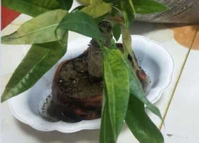 发财树叶子发蔫原因及补救方法 发财树叶发蔫怎么回事 花卉大全 农百科 农百科