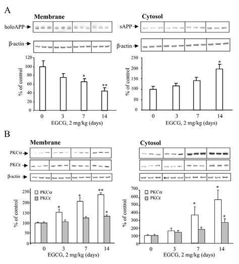 Effect Of Egcg On App Processing And Pkc Levels In Mice Hippocampus A