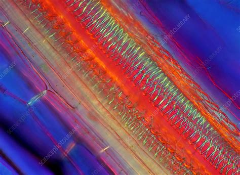 Iris Stem Polarized Lm Stock Image C0304799 Science Photo Library