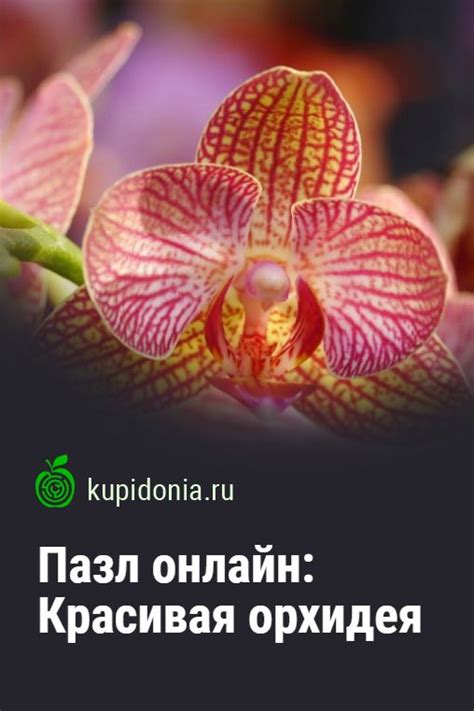 Пазл онлайн Красивая орхидея