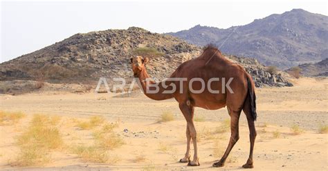 حيوان الجمل في صحراء المملكة العربية السعودية ، قوافل من الجمال في