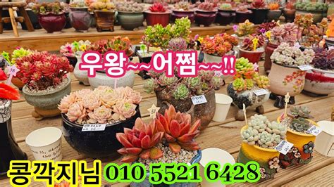 콩깍지님💗다육이와화분매치가굿💥우주목금연봉금바닐라비스금블루엘프핑크쉘대품레티지아금홍매화매직쨈연지곤지🌼🌸23320korean Succulents