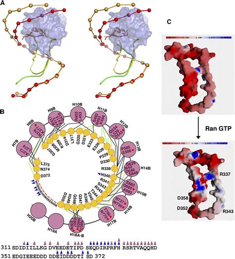 Rules For Nuclear Localization Sequence Recognition By Karyopherin Beta