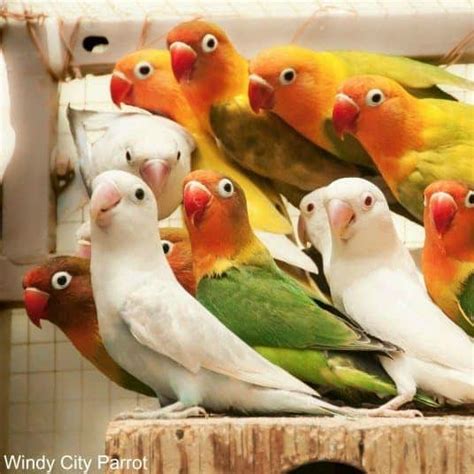 Lovebirds Refers To A Specific Group Of Small Parrots Windy City Parrot