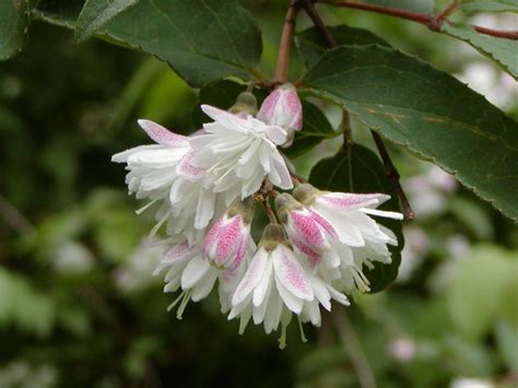 サラサウツギ更紗空木 樹の花ノート