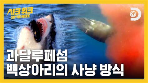 죠스 천국 과달루페 섬 포식자 백상아리들이 물개를 사냥하는 방법은 샤크 위크 백상아리 위험 지역 Youtube
