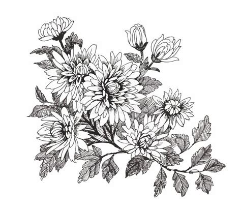 Красивый Monochrome черно белый изолированный цветок Нарисованные