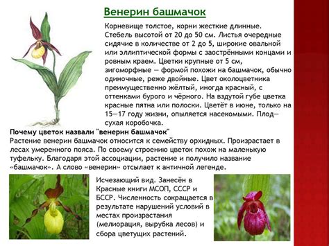 «Международная Красная книга» - online presentation