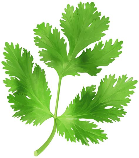 Leaf Parsley Clipart Clipground