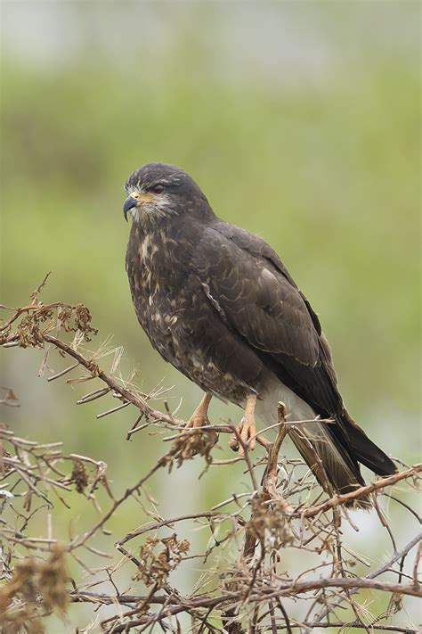 Identifying Snail Kite BirdWatching