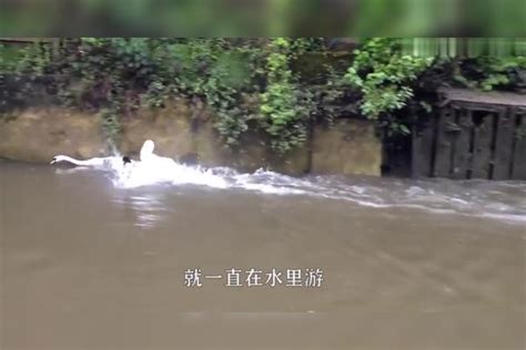 黑雁太嚣张了，以一敌二丝毫不害怕，还把白天鹅按在水里摩擦！白天鹅摩擦