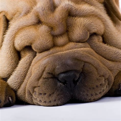 What Is Skin Fold Dermatitis In Dogs What Is Skin Fold Dermatitis In Dogs