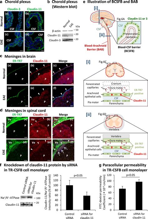 Protein Expression Of Claudin 11 At The Central Nervous System