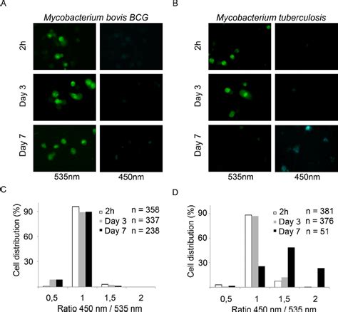 Tracking Mycobacterium Bovis Bcg And Mycobacterium Tuberculosis