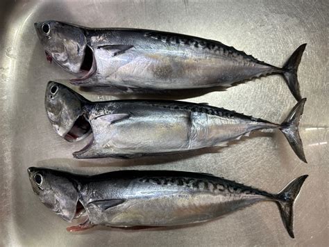 たくみ丸 さんの 2023年08月20日のソウダガツオの釣り・釣果情報千葉県 館山湾 アングラーズ 釣果500万件の魚釣り情報サイト