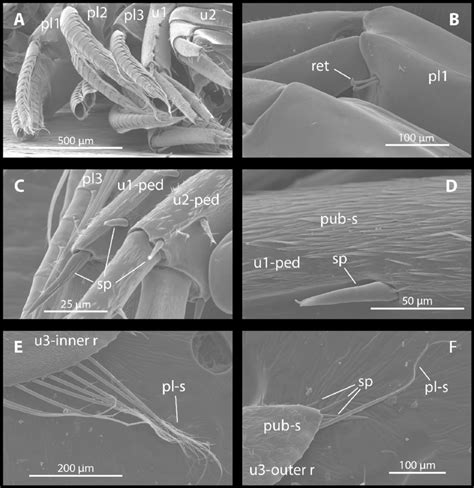 M Troglomorpha Sp N 7 Mm ♀ Scanning Electron Micrographs A