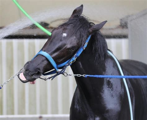 【オークス】ユーバーレーベン 大一番へ順調 手塚師「いい形で向かえる」 競馬・レース デイリースポーツ Online