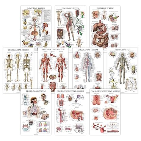Anatomy And Physiology Palace Learning 4 Pack Anatomical Poster Set