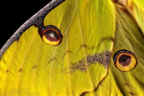 African Moon Moth Moon Moth Moth Moth Wings