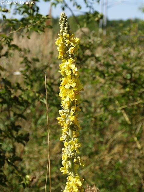Verbascum Lychnitis Subsp Lychnitis Divizna Knotovkovitá Pravá