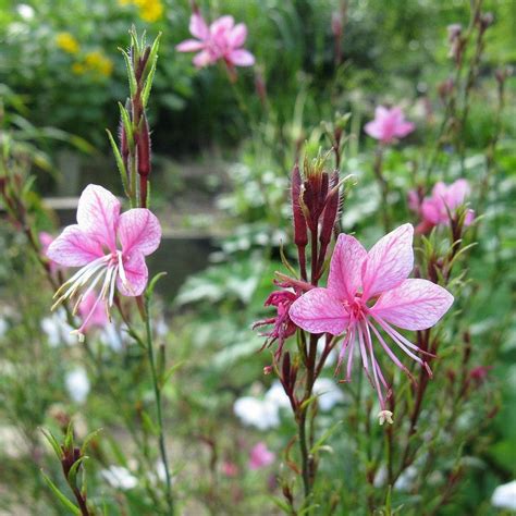 Gaura lindheimeri 'Passionate Rainbow' ~ Passionate Rainbow Gaura ...