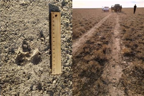 Saigachy Reserve Field Update Saiga Conservation Alliance