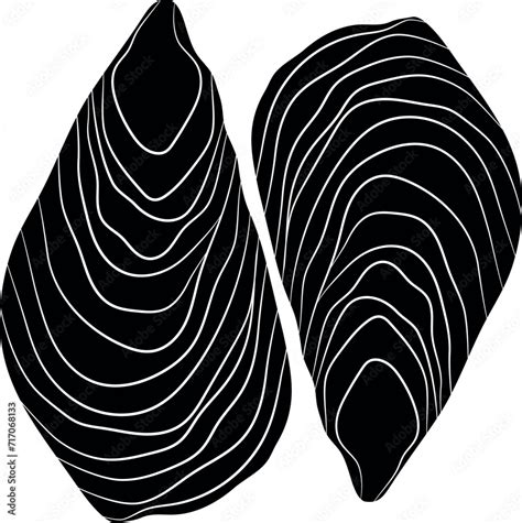 Seashells Vector Set Hand Drawn Illustrations Of Engraved Line